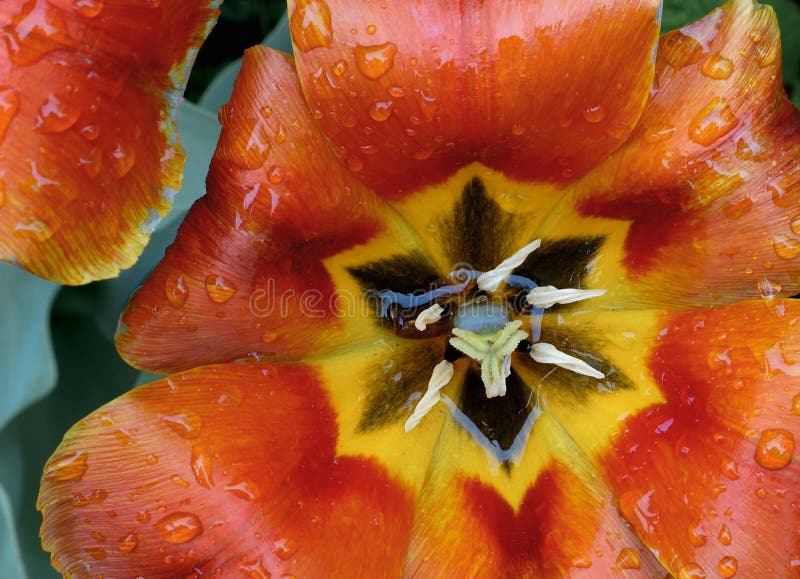 ?ffnen Sie Rote Tulpe Im Garten Stockfoto - Bild von betrieb, hochrot ...
