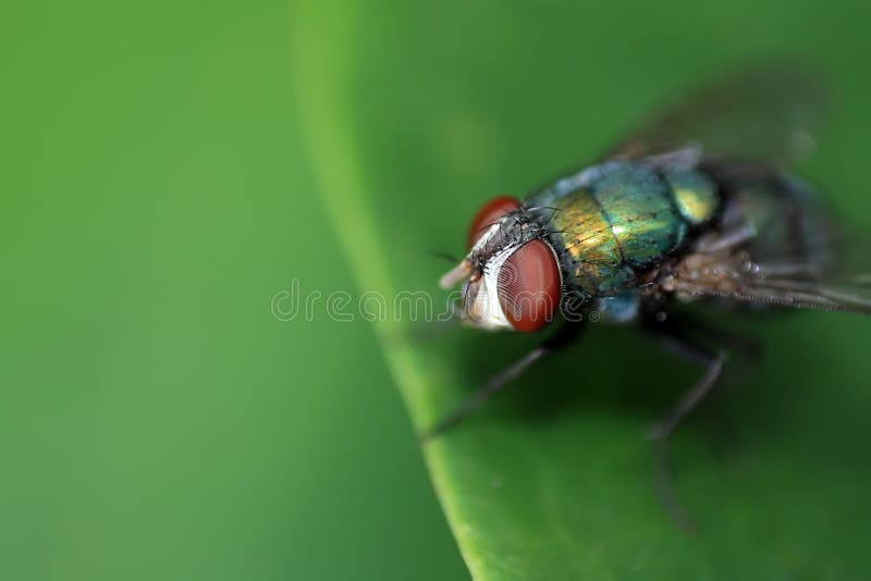 Ögon Av En Fluga, Extrem Närbild Arkivfoto - Bild av textur, detalj ...