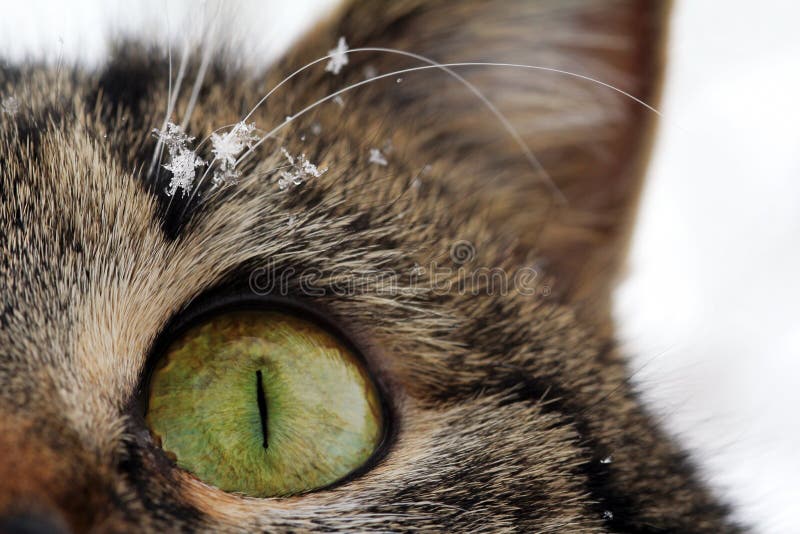 Ögon för stora katter fotografering för bildbyråer. Bild av keligt ...