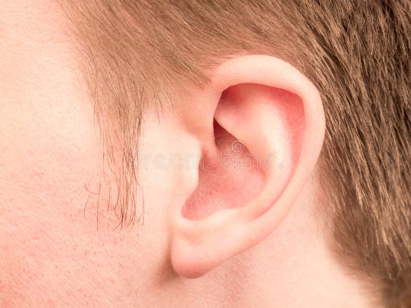 Human Ear Anatomy with Captions, Medically Accurate 3D Illustration ...