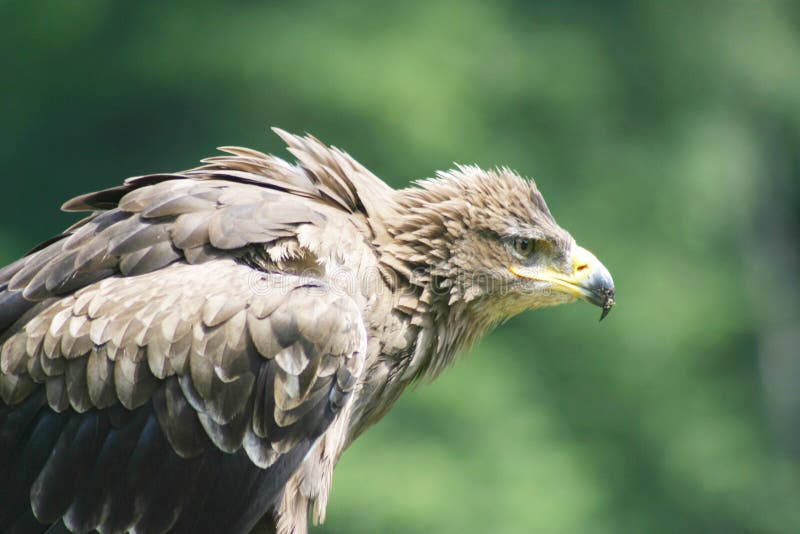 Örn fotografering för bildbyråer. Bild av huvud, örn, anhydrous - 1876913