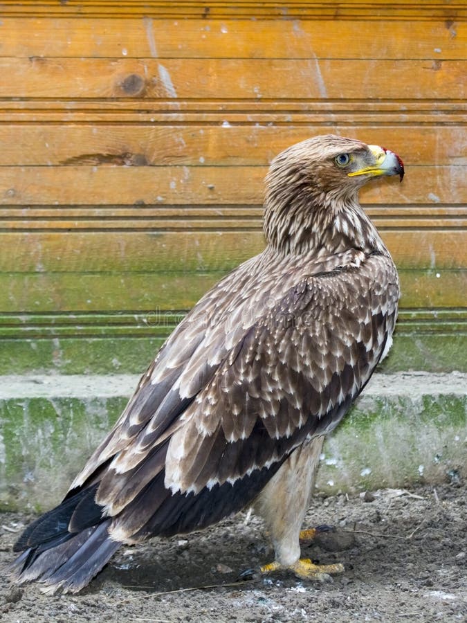 Östlicher Kaiseradler stockbild. Bild von kaiseradler - 24885341