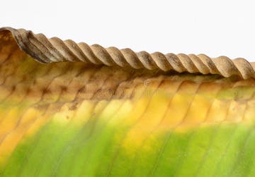 5,190 Strip Leaf Stock Photos - Free & Royalty-Free Stock Photos from ...