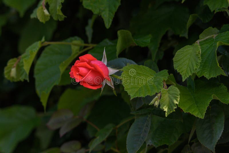 Únicos Projetos Cor-de-rosa Da Conversão Escura Foto de Stock - Imagem ...