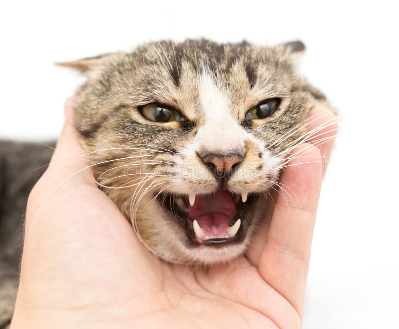 Übergeben Sie Das Streichen Einer Katze Auf Einem Weißen Hintergrund ...