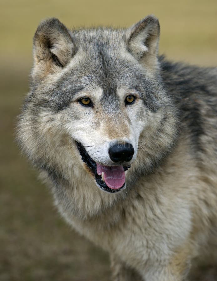 Timberwolf Oder Grauer Wolf Canis Lupus, Der Auf Einer Schwierigen ...