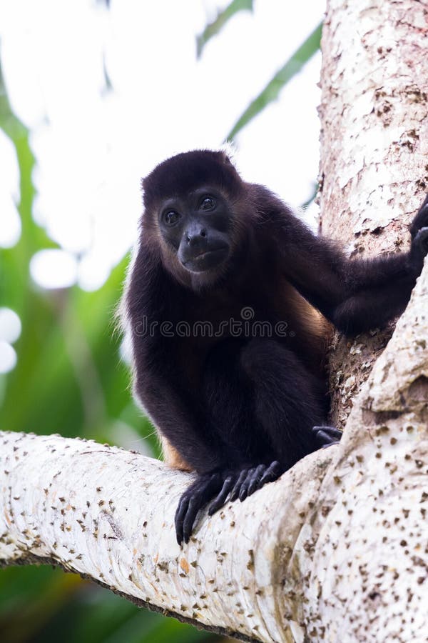 Wilder Costa Rica Überzogenes Brüllaffe Alouatta Palliata ...