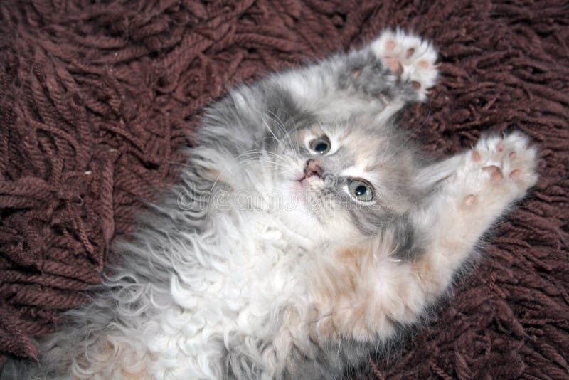 Szary kot pers zdjęcie stock. Obraz złożonej z krzesło - 330214