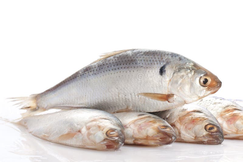 Śledź zdjęcie stock. Obraz złożonej z pojedynczy, nikt - 26565160