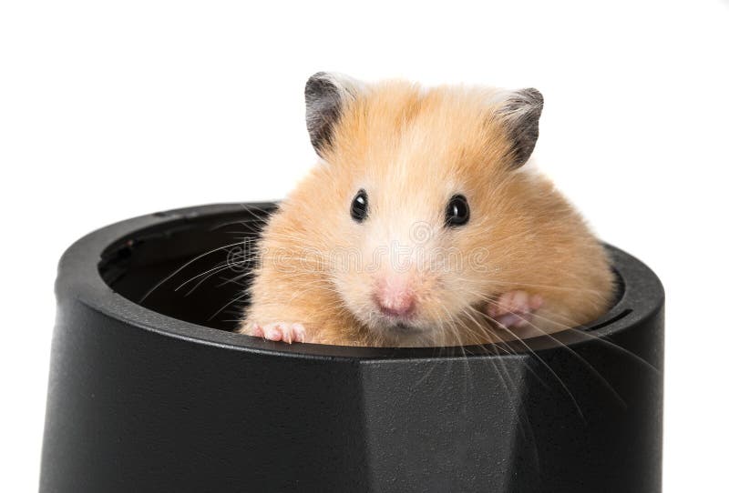 Mały chomik zdjęcie stock. Obraz złożonej z nieśmiały - 30461498