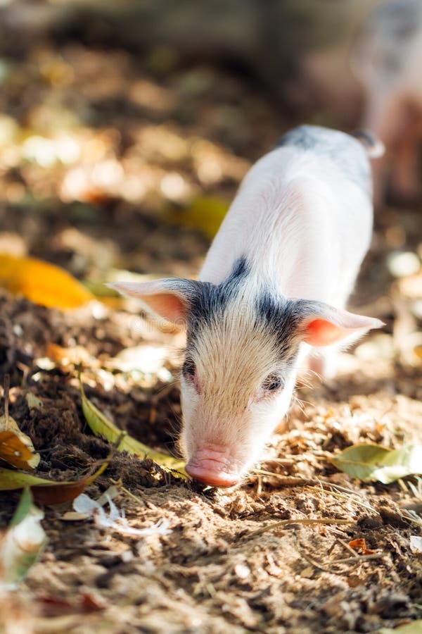 śliczny prosiaczek zdjęcie stock. Obraz złożonej z wiejski - 51190838