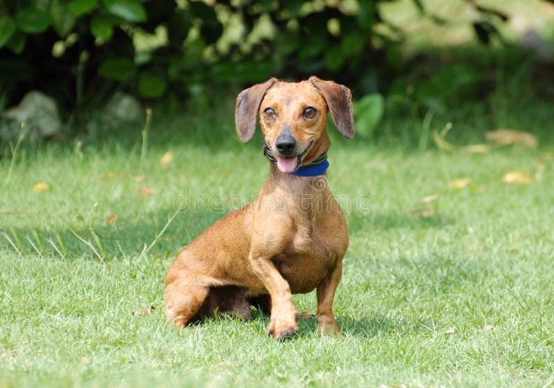 Śmieszny jamnik obraz stock. Obraz złożonej z usta, stary - 31540729