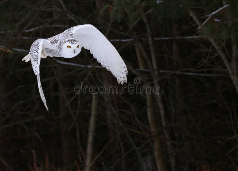 Sowa śnieżna w locie zdjęcie stock. Obraz złożonej z ludzie - 162288636