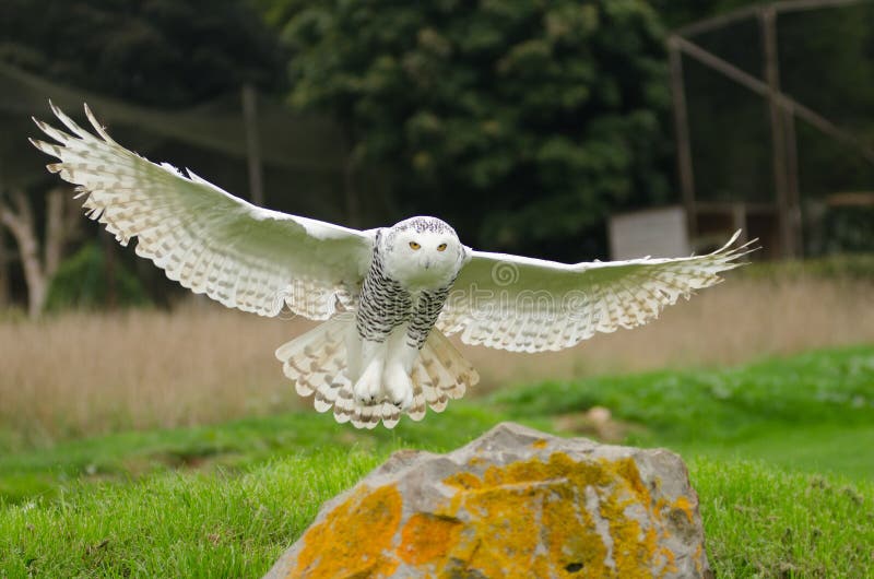 śnieżna lot sowa obraz stock. Obraz złożonej z wierza - 83755043