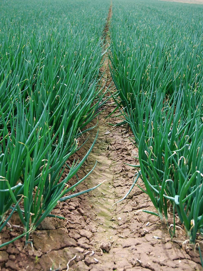 Pole Cebulowe Otoczone Budynkami Na Wsi W Pobliżu Haiphong Wietnamu ...