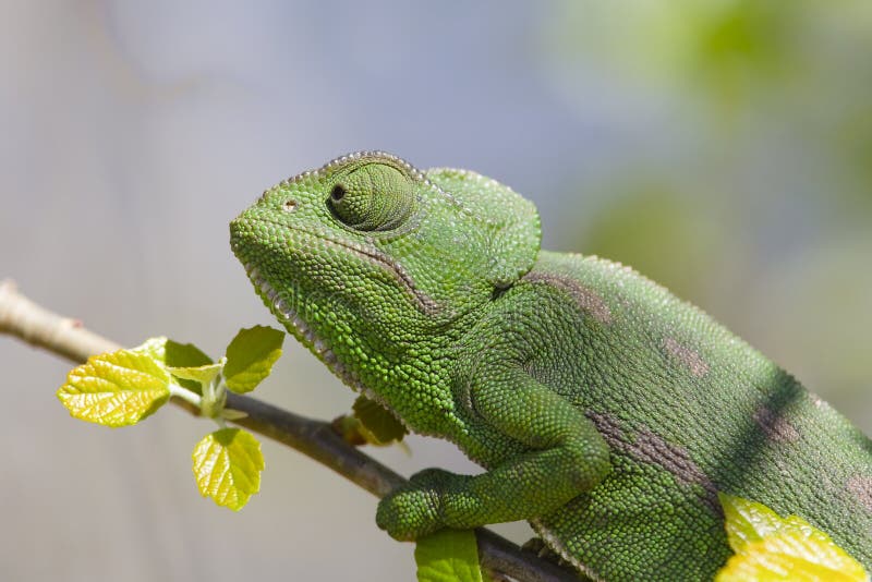 Jaskrawy - Zielony Kameleon Na Gałąź Zdjęcie Stock - Obraz złożonej z ...