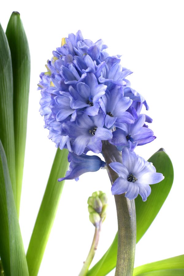 Świeży hiacynt obraz stock. Obraz złożonej z kwiecisty - 7579781