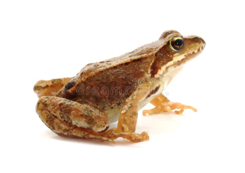 żaba zdjęcie stock. Obraz złożonej z przyroda, rana, śluzowaty - 6100608