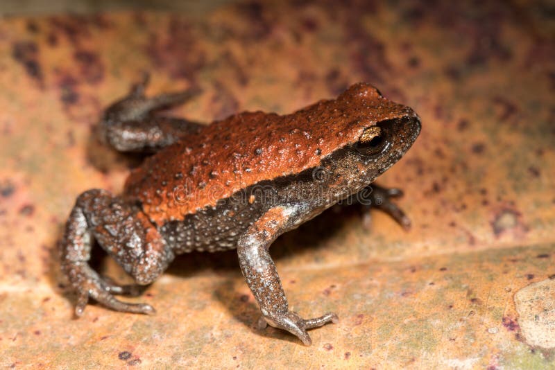 żaba brunatna obraz stock. Obraz złożonej z australia - 192131977
