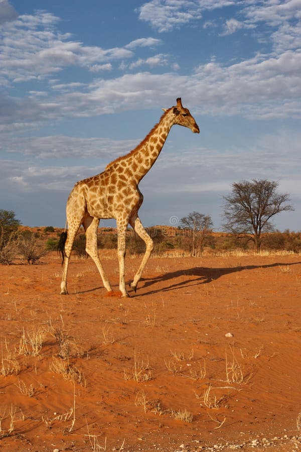 żyrafa zdjęcie stock. Obraz złożonej z afryka, otwarty - 3734512