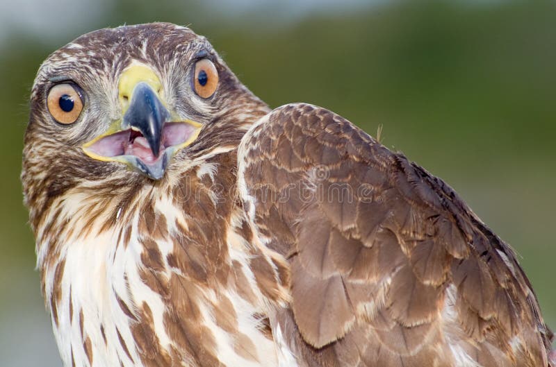 αετός στοκ εικόνες. εικόνα από wildlife, birdbaths - 10724982