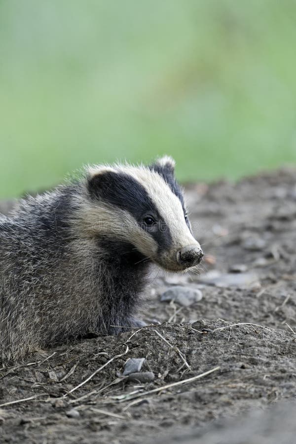 Ασβός, Meles meles στοκ εικόνες. εικόνα από wildlife - 32090332