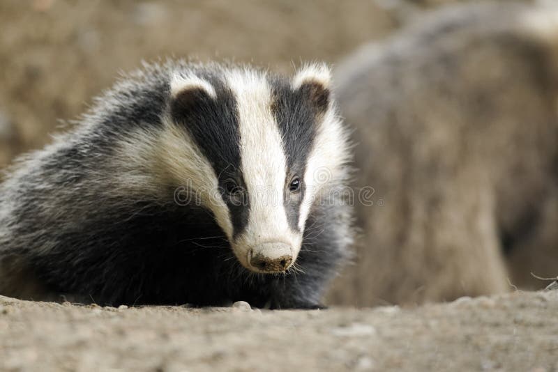 Ασβός, Meles meles στοκ εικόνες. εικόνα από wildlife - 32090334