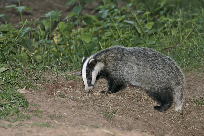 Ασβός, Meles meles στοκ εικόνες. εικόνα από wildlife - 32530288
