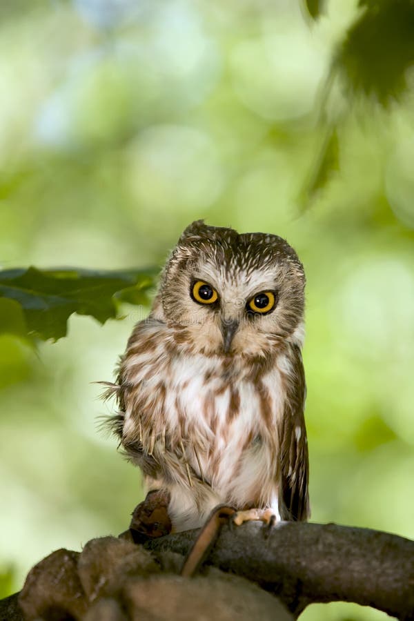 η κουκουβάγια είδε whet στοκ εικόνες. εικόνα από wildlife - 5995364
