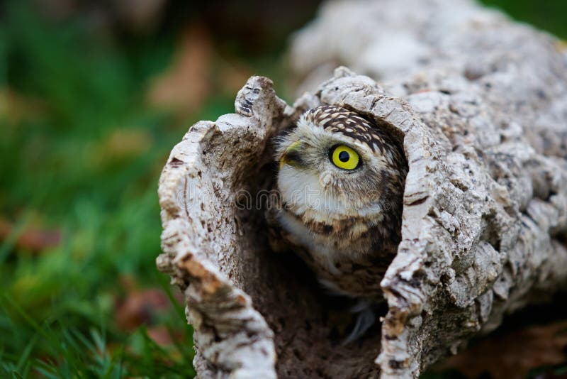 Κουκουβάγια Burrowing στοκ εικόνες. εικόνα από birdbaths - 35134602