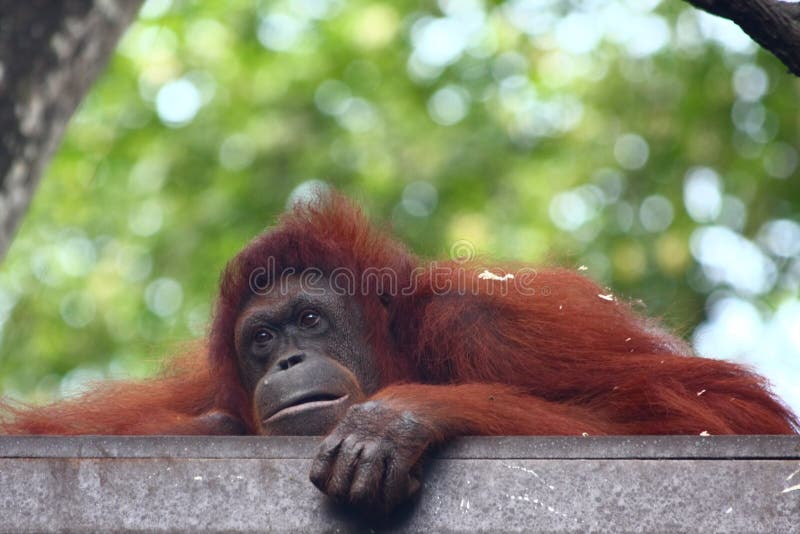 ουρακοτάγκος utan στοκ εικόνες. εικόνα από wildlife, babylonia - 150566