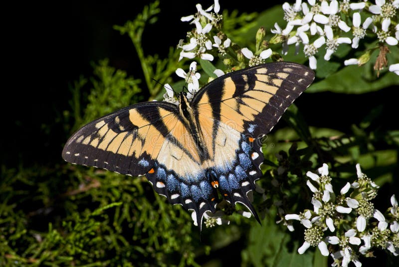 πεταλούδα swallowtail στοκ εικόνα. εικόνα από bugatti - 16518905