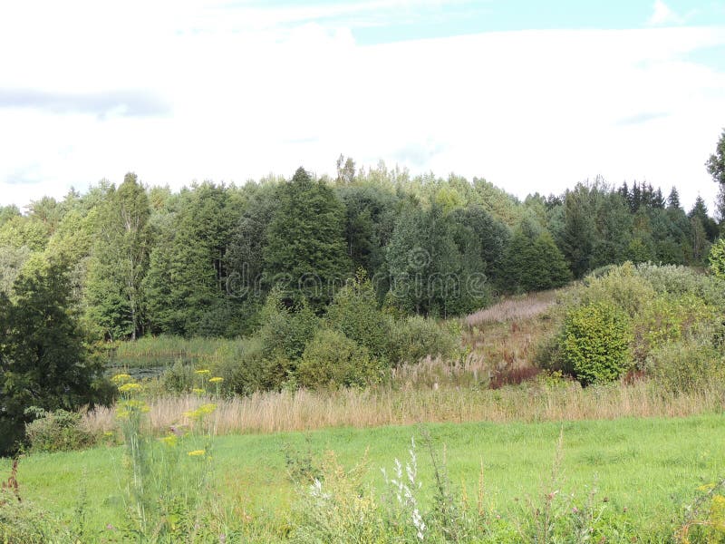 Grassy Clearing in a Forest on a Bright Sunny Day Stock Image - Image ...