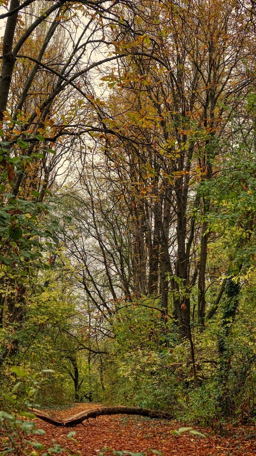 Ð utumn with a Fallen Tree on the Path Vertical Composition Stock Photo ...