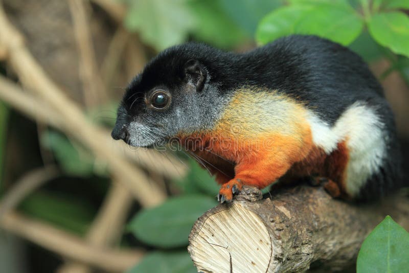 Белка Prevost стоковое фото. изображение насчитывающей консервация ...