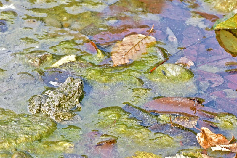 Shallow Natural Reservoir with Frogs Close-up Stock Photo - Image of ...
