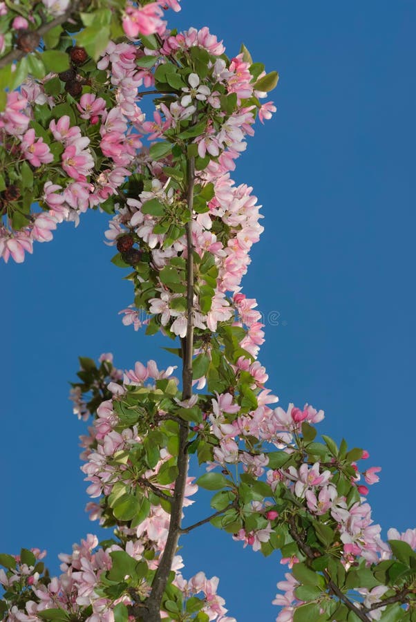 Ð’ackground Spring- Flowers Apple Stock Photo - Image of green, petal ...