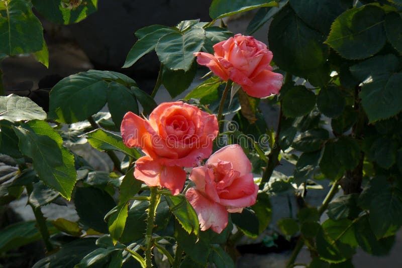 Dizzyingly Stock Photos - Free & Royalty-Free Stock Photos from Dreamstime