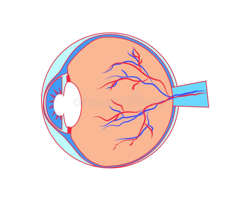 Anatomical Structure of the Human Eye. Cartoon Stock Vector ...