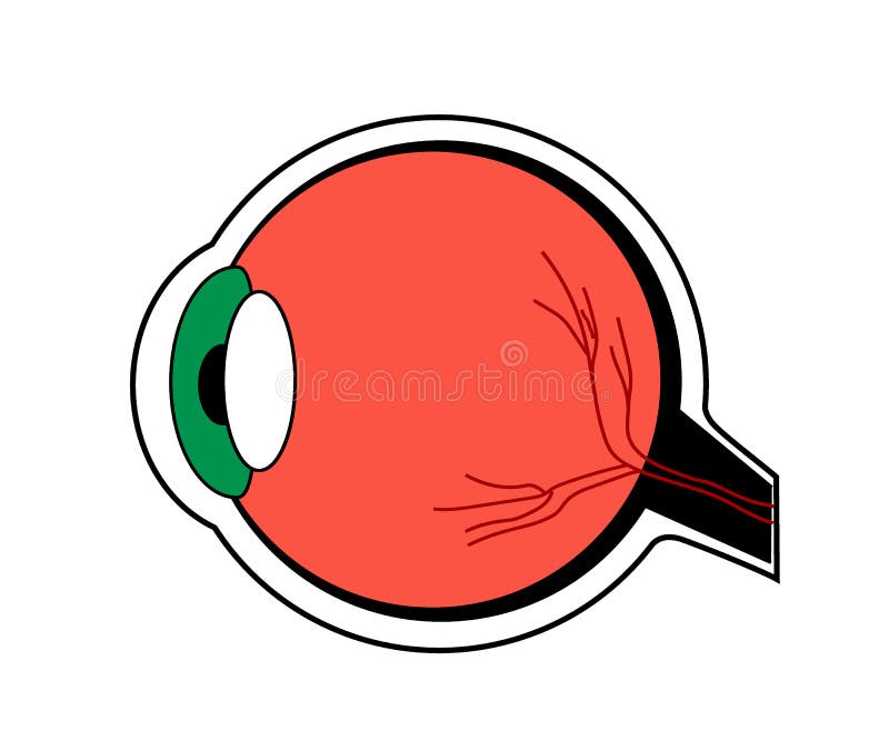 Inside Human Eye Cartoon Stock Illustrations – 240 Inside Human Eye ...