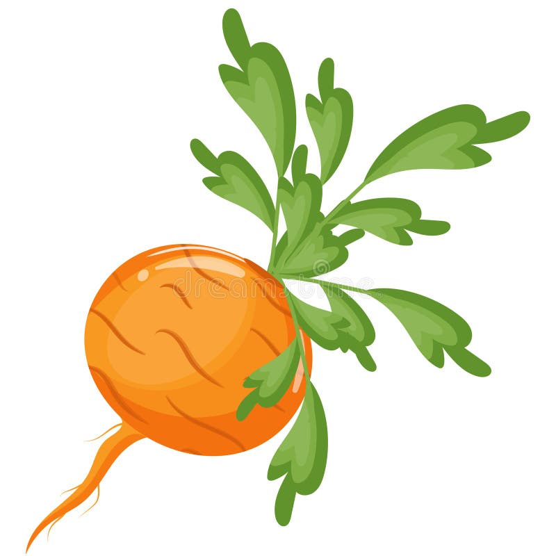 Icon of a Root Fruit, Namely a Round Shape with Green Leaves Stock ...