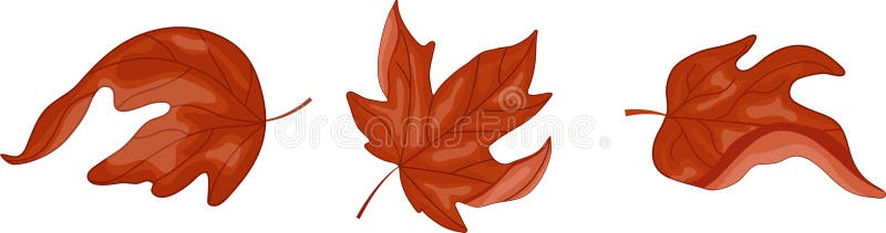 Set of Bent Leaves from a Hardwood Tree, Namely from a Maple Tree Stock ...