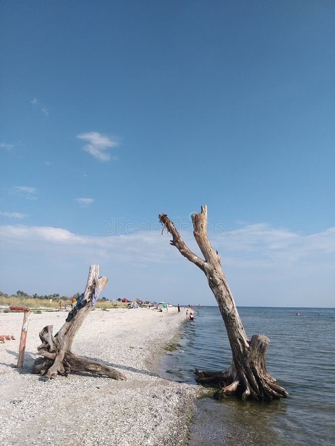 Ð¼Ð¾Ñ€Ðµ Sea Sky Tree Sand Cloud Editorial Photo - Image of tree, cloud ...