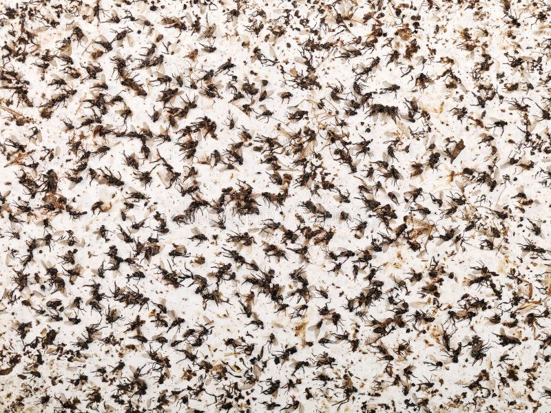 Мухы и midges стоковое изображение. изображение насчитывающей мошка ...