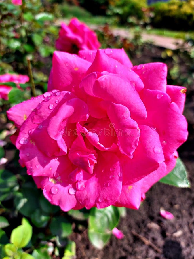 The Velvety Pink Rose in the Sun. Dew Drops on the Petals. Stock Photo ...