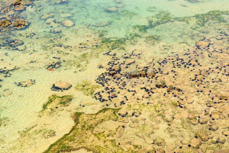 Ðžcean Floor with Sea Urchins Stock Image - Image of texture, beautiful ...