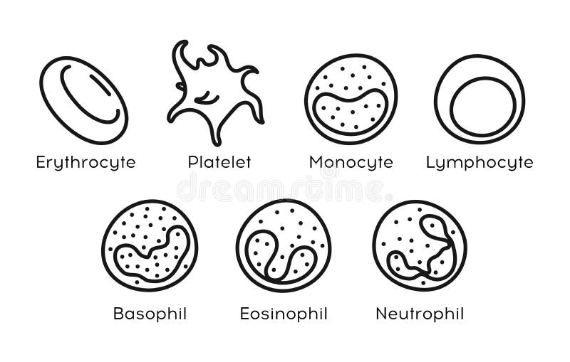 Types of white blood cells stock illustration. Illustration of ...