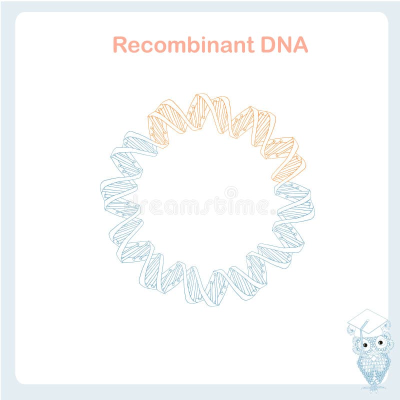 Plasmid And Recombinant Bacterial DNA. Stock Vector - Illustration of ...