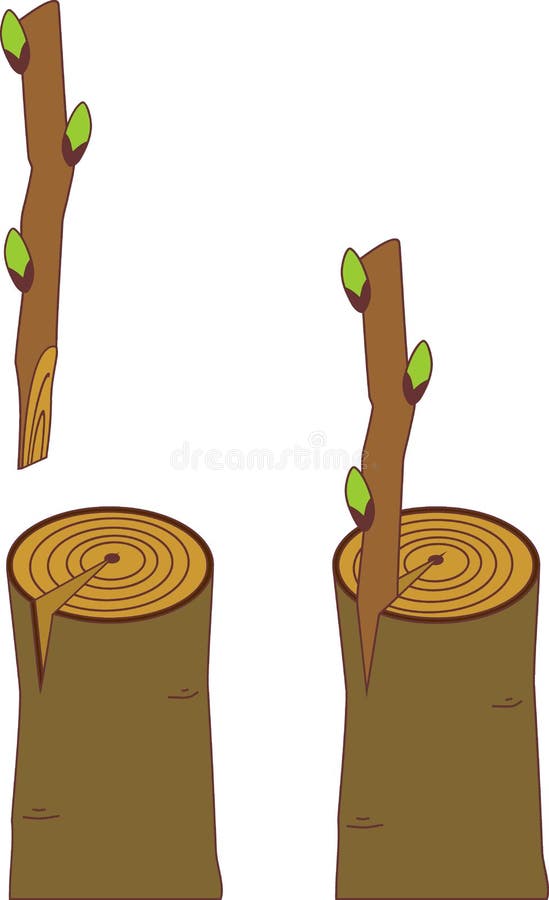 Tree`s Cleft Grafting Methods Stock Illustration - Illustration of step ...