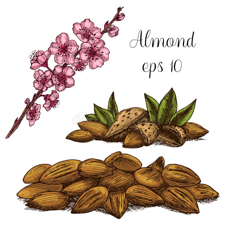 The Era Of Flowering Almonds, Spring. Pink Almond Watercolor Flowers On ...